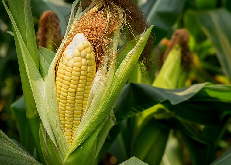 Ancient maize genomes help chart corn's journey into eastern North ...