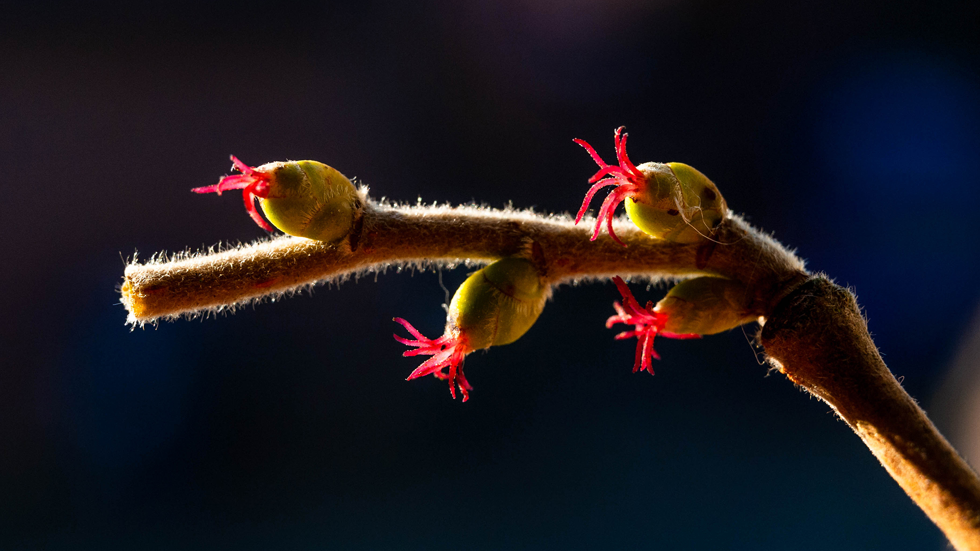 Lady in red - The Source - WashU