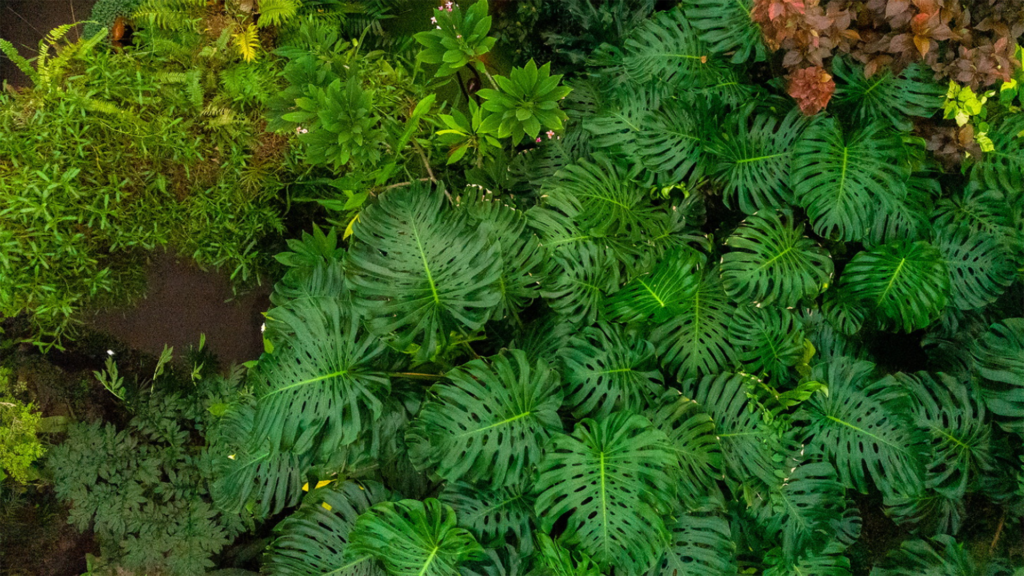 World-renowned experts in tropical plant biodiversity join WashU ...