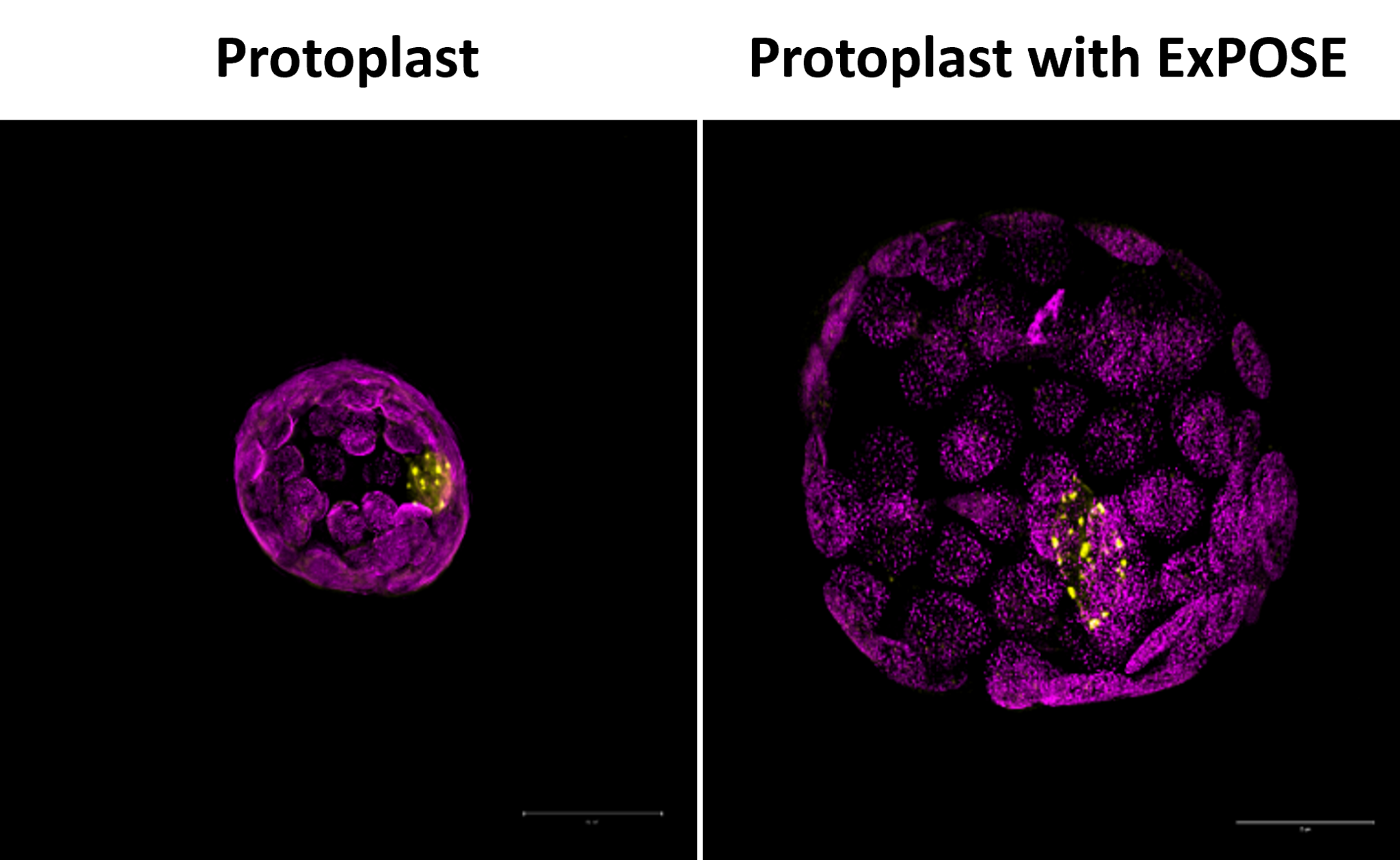 Bringing expansion microscopy to plants - The Source - WashU