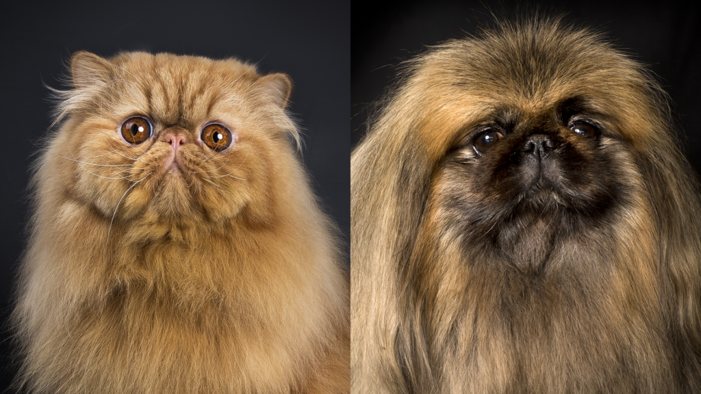 Copycat evolution - The Source - WashU
