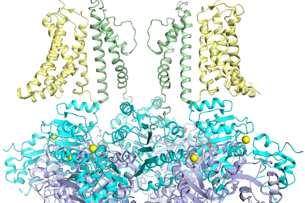 Genetic mutations in potassium ion channel target of new drug ...