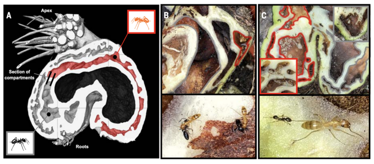 Condo-style living helps keep the peace inside these ant plants - The ...