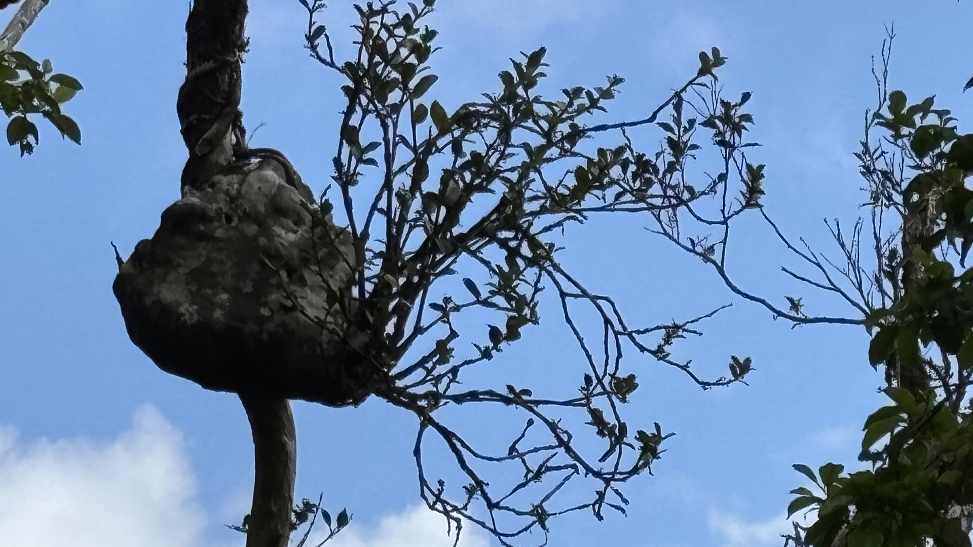 Condo-style living helps keep the peace inside these ant plants - The ...